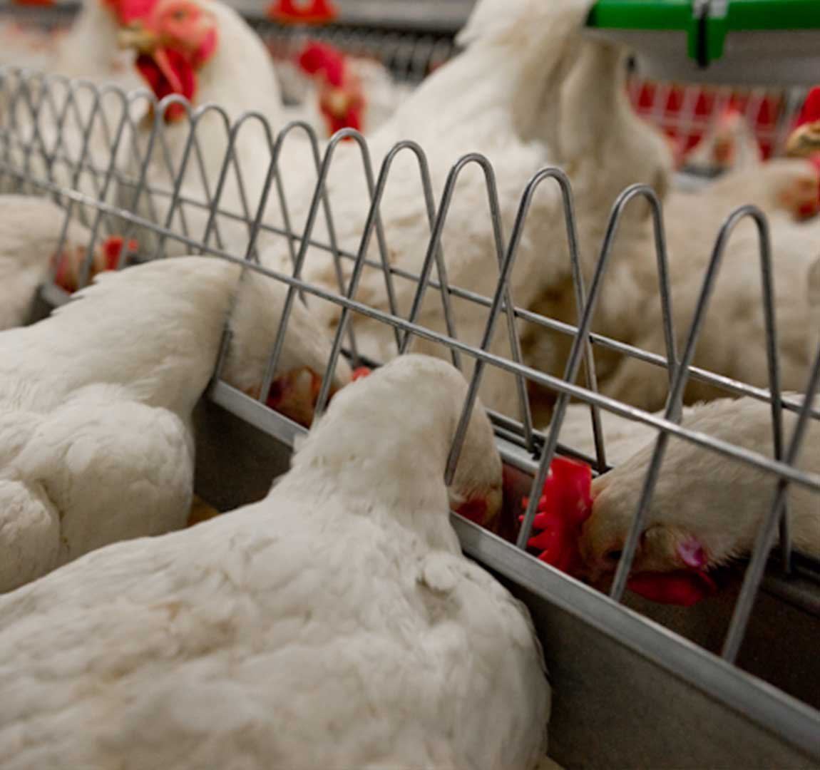 Vencotrough - Vencomatic Group